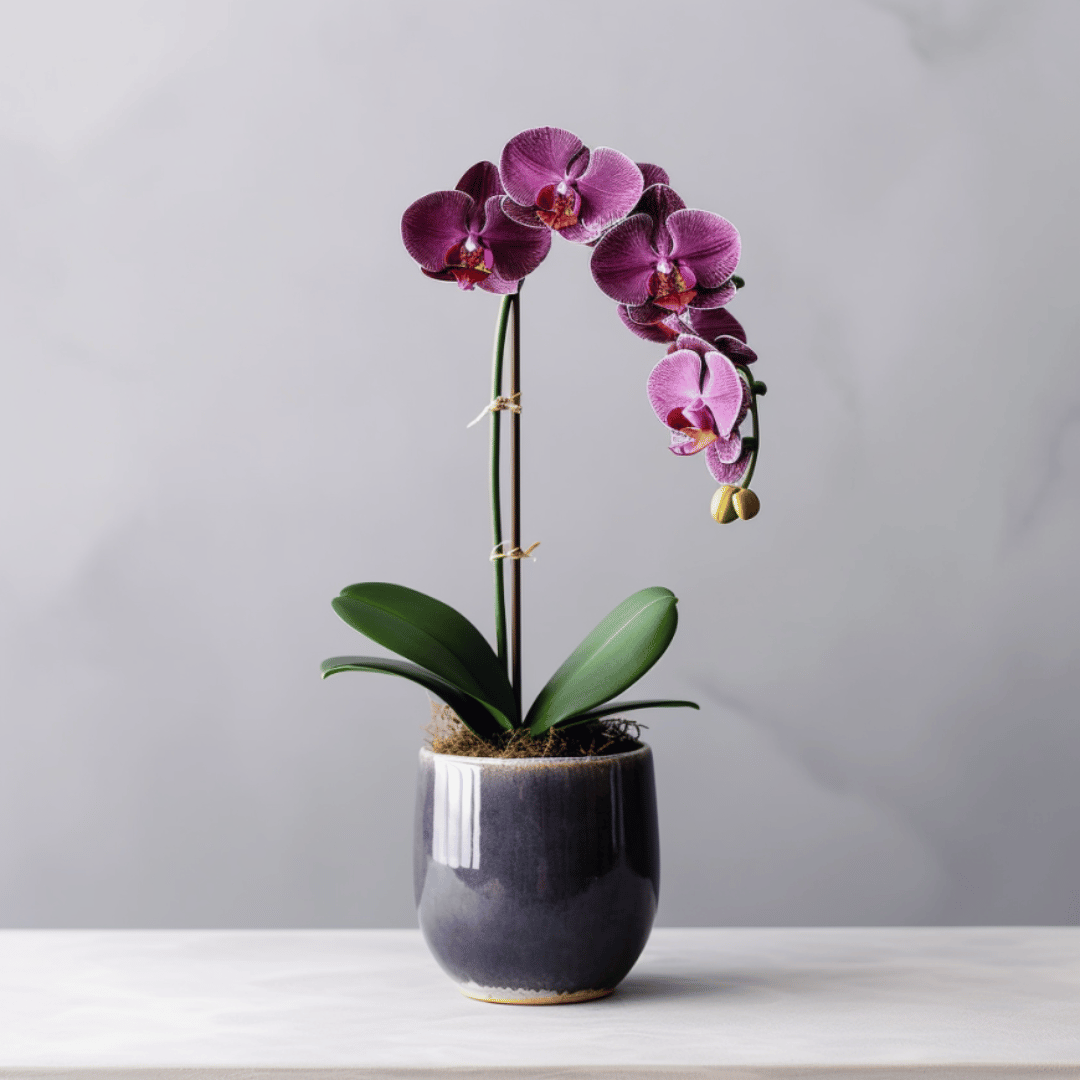 Buy Orchidée Violet | Bright Bunch of Flowers | Flower Club