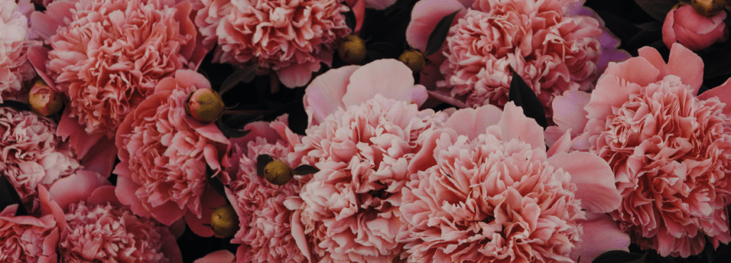 7 Types of Flowers That Last Longer | Long Lasting Flowers