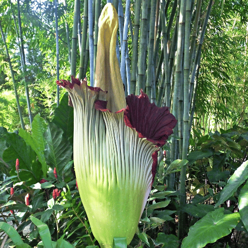 The World's Weirdest Flowers | Top 11 Strange Looking Flowers