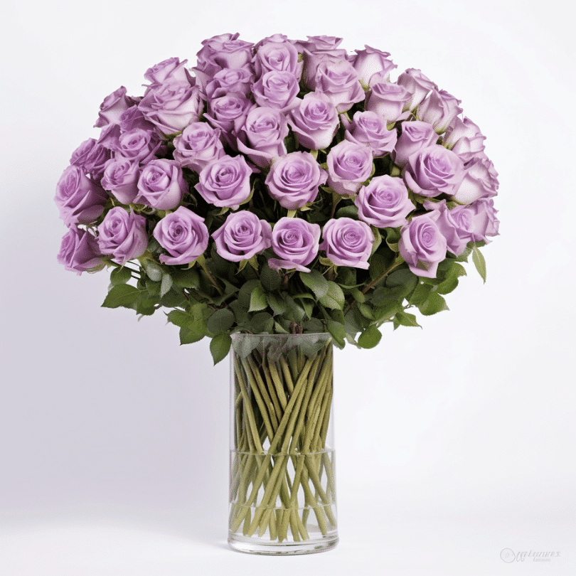 100 Violet Roses | Flower Delivery Around Australia