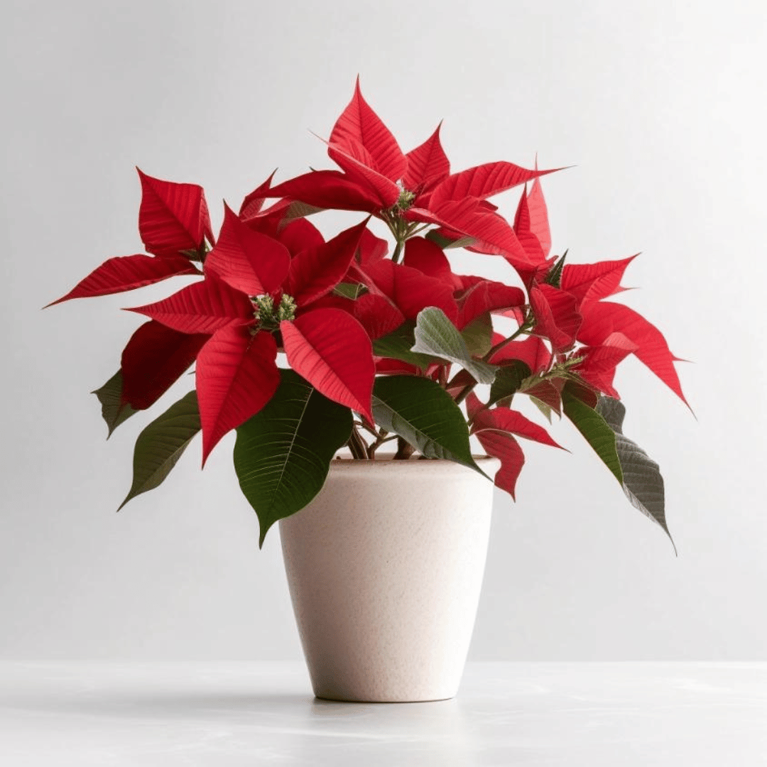 Poinsettia - Christmas Plant | Christmas Plant For Sale