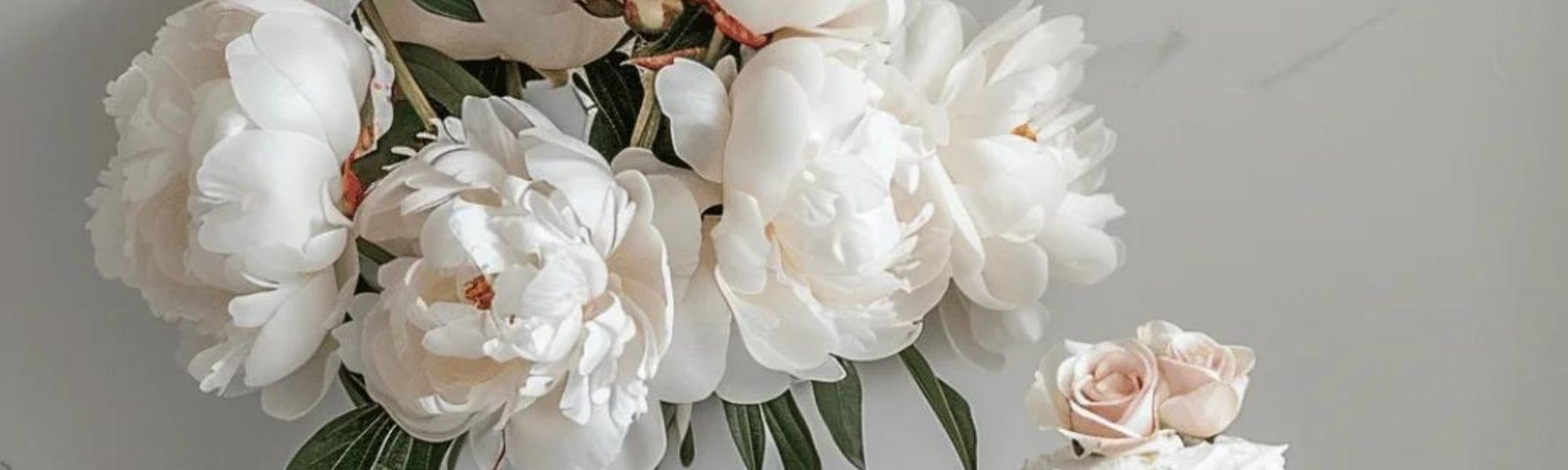 Peony Season in Australia: When to Buy and How to Care