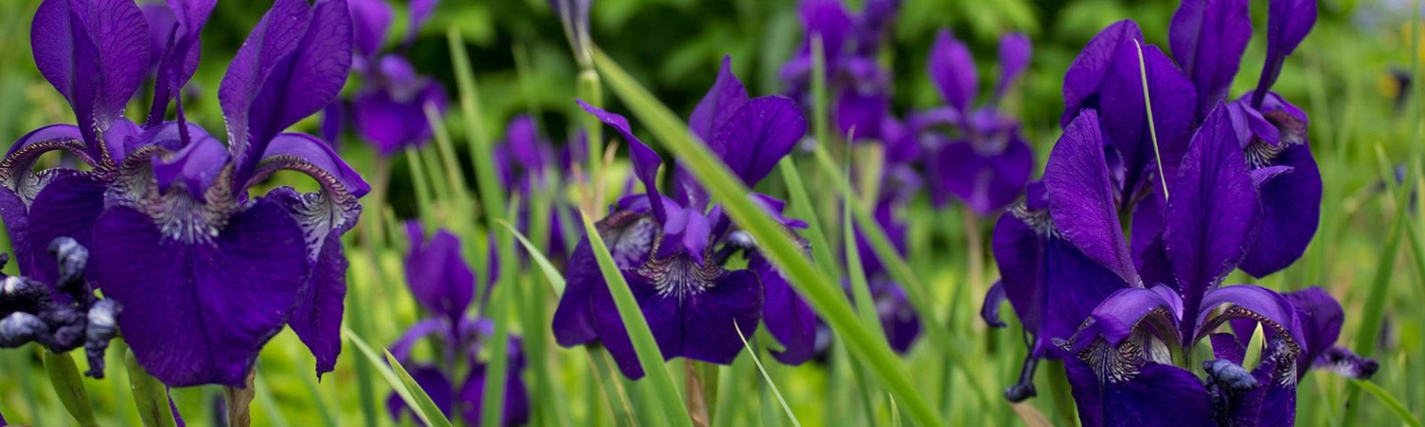 The Comprehensive Guide to Iris Flowers in Australia